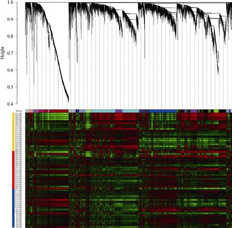 Hierarchical Cluster Tree Showing Co Expression Modules Identified Download Scientific Diagram