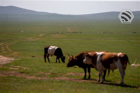 МАЛ НЯДАЛГАА ХИЙСЭН ХҮНЭЭС БООМ ӨВЧИН ИЛЭРЧЭЭ