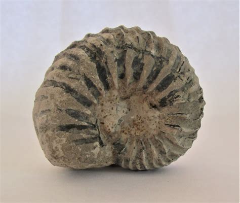 Identification Ammonite Plus Un Probable Fossile Demandes D