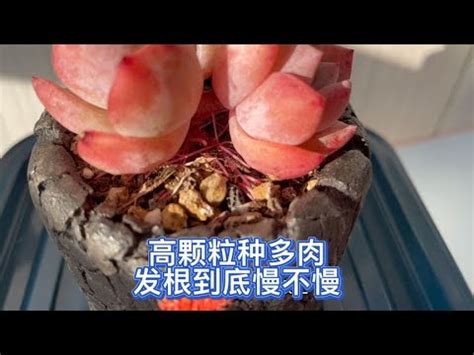 高颗粒配土种多肉发根到底慢不慢要注意什么原来是这样 YouTube