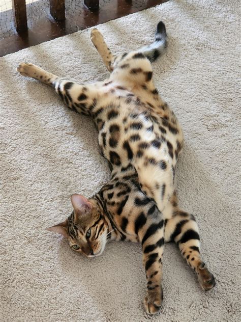 Lazy Boi Rbengalcats
