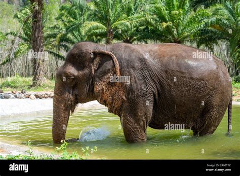 Asian Elephant Habitat