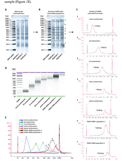 Characterization Of Individual Cell Free DNA CfDNA Size Populations Download Scientific