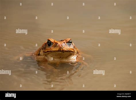 A Close Up Of A Cane Toad Standing In Shallow Water Looking Directly Into The Camera Stock