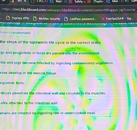 Solved The Steps Of The Tapeworm Life Cycle In The Correct