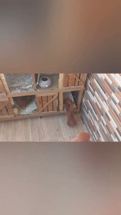 بندق فضحنا في الفضائيات 😂 استغل اني ماسكه بندقه وعايز يتجوز وهي علي