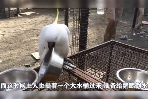 主人骂了鹦鹉两句，一夜之间，竟把自己的毛都拔光了毛都拔鹦鹉主人