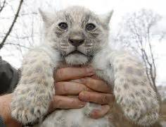 Two Albino Jaguar Born Without Their Usual Distinctive Black And White