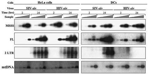 Semiquantitative Pcr Analysis Of Reverse Transcription Intermediates Download Scientific