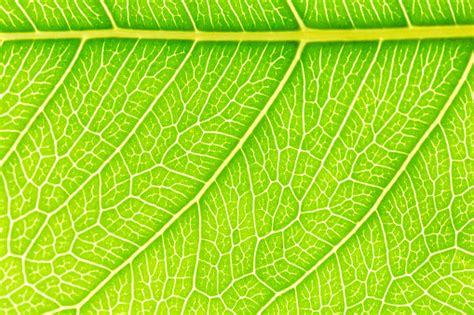 웹 사이트 템플릿 봄 의 아름다움 환경 및 생태 디자인뒤에 빛이있는 자연 녹색 잎 패턴 질감 배경 0명에 대한 스톡 사진 및 기타 이미지 Istock