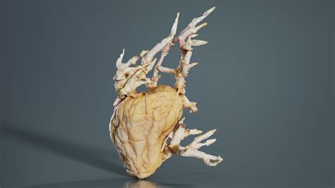 3d Shriveled Potatoe 9 Remastered Model Turbosquid 2362479