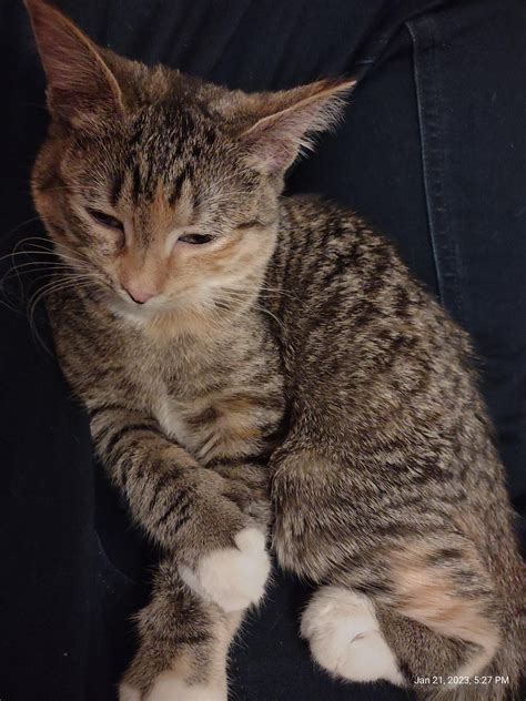 My First Polydactyl Cat Rpolydactyl