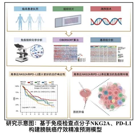 科学家发现了膀胱癌疗效预测的精准指标 中新社上海