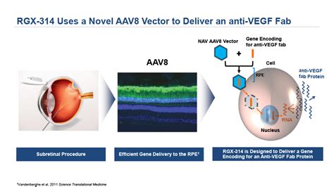 Escrs Gene Therapy For Severe Wet Amd