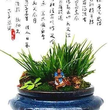 喝茶赏蒲情之所寄 生活 园艺 情怀
