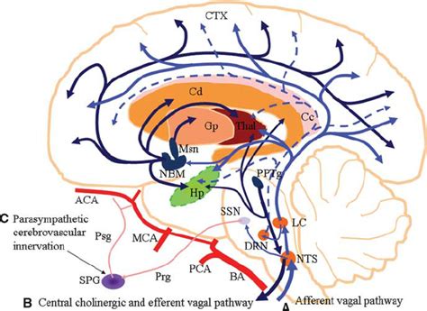 Figure 1 Schematic Representation Of A Parasagittal Section Of The Human Brain Showing The Figure 1 Schematic Representation Of A Parasagittal Section Of The Human Brain Showing The