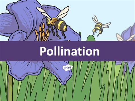 Flower Pollination Task Setter Powerpoint Text Converted Ppt