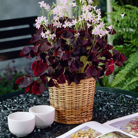 Oxalis Lucky Clover Kit With Growers Pot And Decorative Basket
