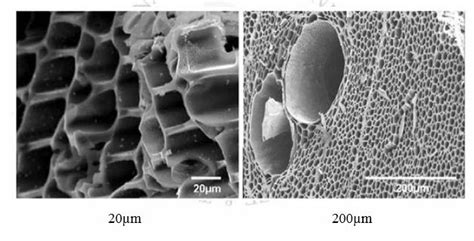 Characteristics Of Biochar Biological Properties