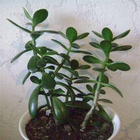 Денежное дерево Как правильно обрезать чтобы оно вширь пошло фото в нутри Ответы Mail