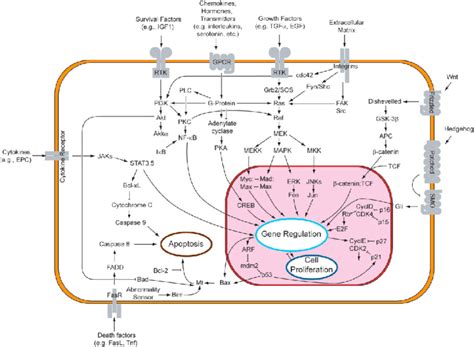 Main Intracellular Signaling Pathways From Wikipedia Wikimedia Download Scientific Diagram