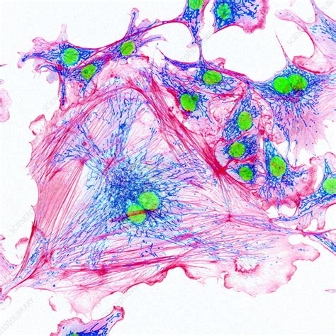 Cell Structure Stock Image G442 0173 Science Photo Library