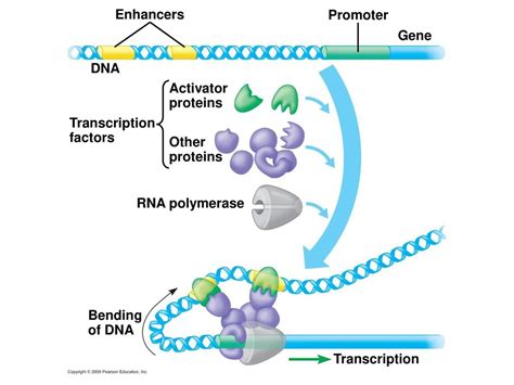 How Genes Are Controlled Ppt Download