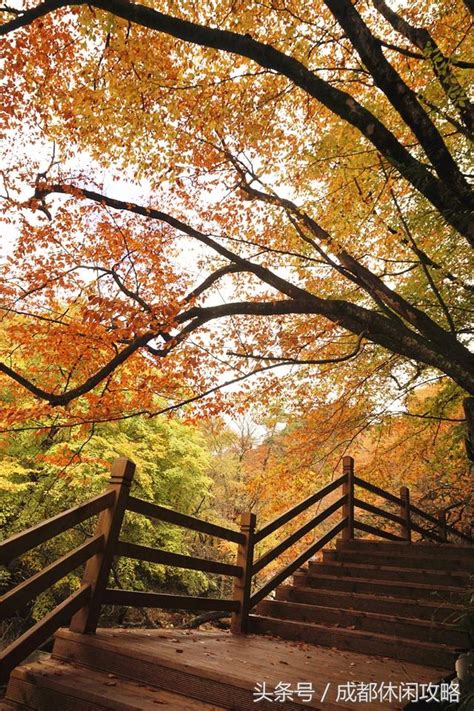 2017四川光霧山紅葉節開幕紅葉第一山你沒去過就 OUT 啦 每日頭條
