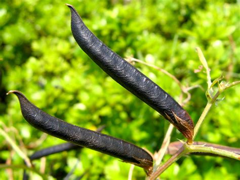 カラスノエンドウの果実4マメ科5月 身近な植物図鑑