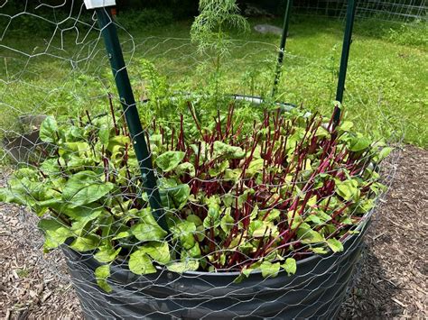 Deer Chomped My Beet Tops Off Should I Harvest Small Beets And Stems Now Or Can I Refortify