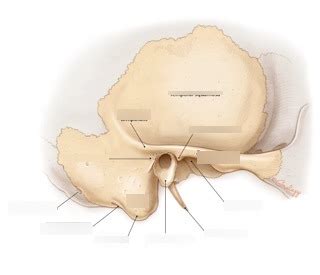 Temporal Bone Diagram Quizlet