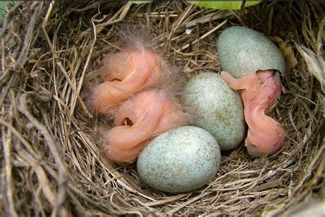 How Long Does It Take For Bird Eggs To Hatch The Best Guide For You