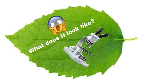 What Does A Leaf Look Like Under A Microscope At Tristan Wilkin Blog