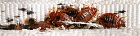 How To Identify And Address Bed Bug Infestations In A Hoarders House