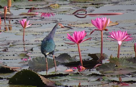 로터스 꽃들 새 Pixabay의 무료 사진