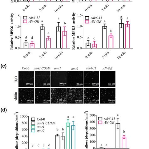 An Negatively Regulated Pathogen‐associated Molecular Pattern