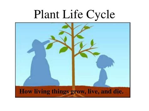 PPT Plant Life Cycle PowerPoint Presentation Free Download ID 5292489