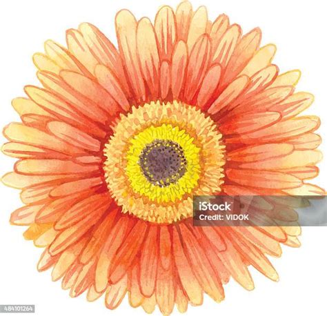 워터컬러 Gerbera 거베라데이지에 대한 스톡 벡터 아트 및 기타 이미지 거베라데이지 주황색 0명 Istock