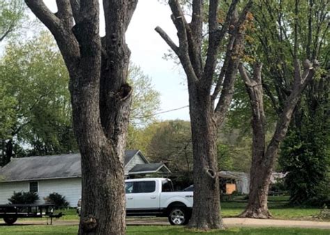 What Are The Signs Of A Dying Oak Tree Green Thumb Guide