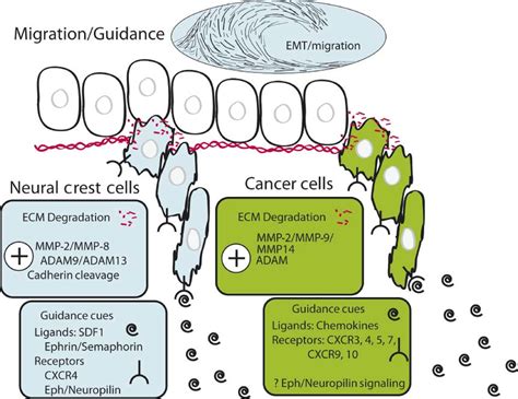 Comparison Of Migration And Guidance In Neural Crest NC Cells And