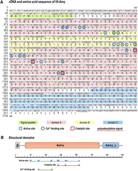 Full Length Cdna Sequence And Structural Analysis Of Hl Amy A Full Length Cdna Sequence And Structural Analysis Of Hl Amy A