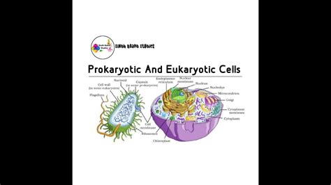 Prokaryotic And Eukaryotic Cell Cell Structure And Function Class Biology Sindh Board