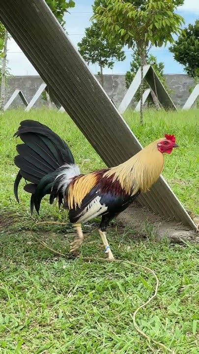 Grey Rooster Talisayin Gamefowl Chicken Roosterfarm Chickenbreeds