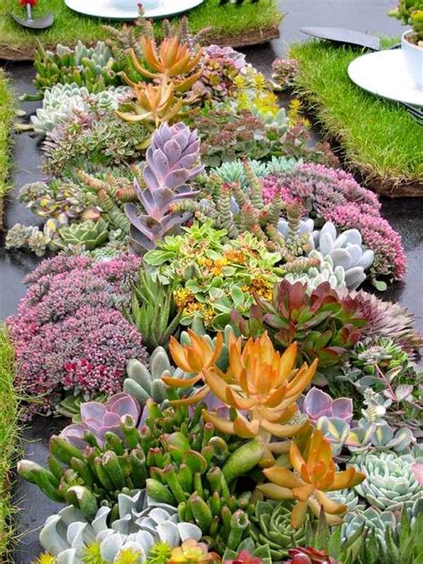 Colorful Succulent Gardens