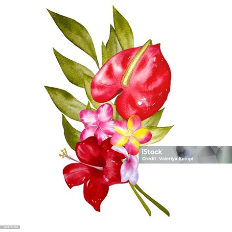 수채화 열대 꽃 꽃다발 작곡 손으로 그린 고해상도 흰색 배경에 배치 0명에 대한 스톡 벡터 아트 및 기타 이미지 0명 Plumeria Alba 개화기 Istock