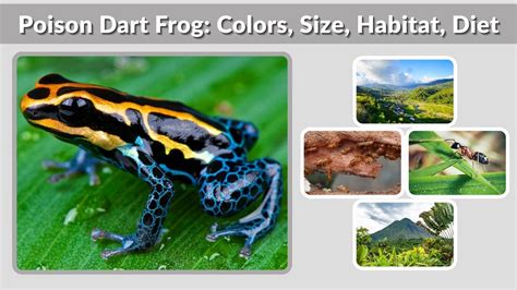 33 Popular Duck Breeds Identification Behavior And Pictures
