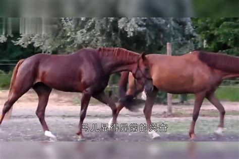 主人给马儿介绍对象，一次就成功了，动物之间的爱情太纯粹动物对象成功
