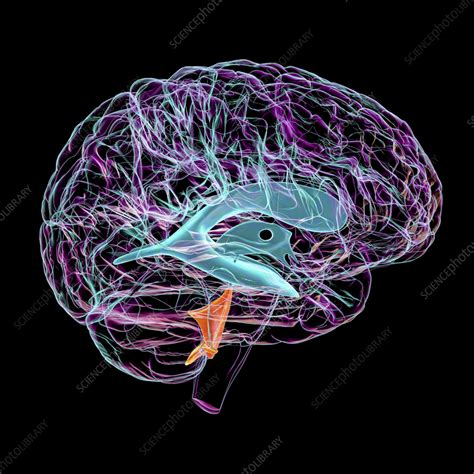 Fourth Brain Ventricle Illustration Stock Image F0437656