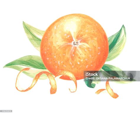 잎과 껍질이 있는 수채화 오렌지 통째로 익고 육즙이 많으며 오렌지가 분리되어 있습니다 건강한 식생활의 손으로 그린 그림입니다 초대장 및 카드 인쇄 포장 스티커 자수 직물