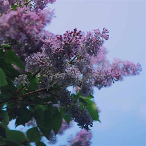 Beautiful Lilac In May Stock Image Image Of Tender